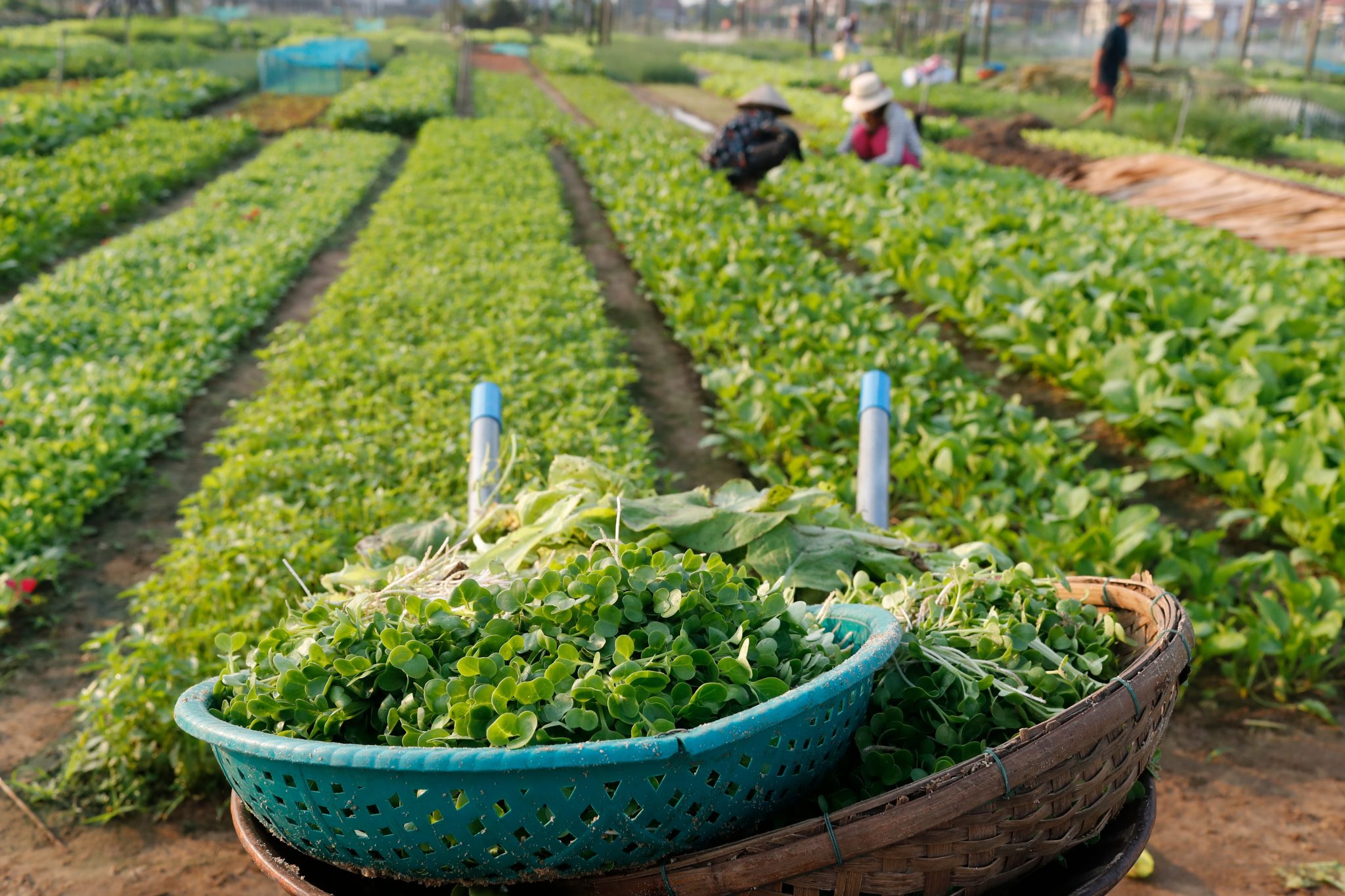 Tra Que Vegetable Village